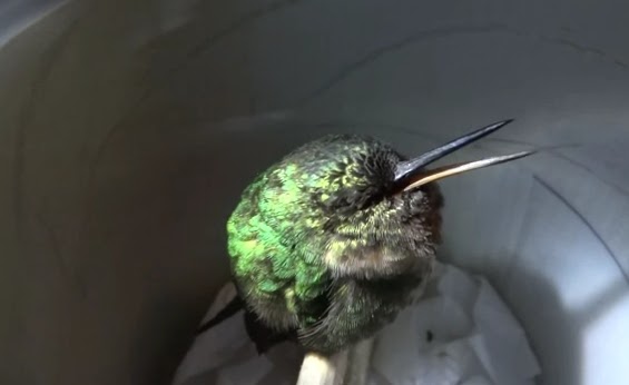 White Wolf : Sleeping hummingbird "snores" in Peru (Video)
