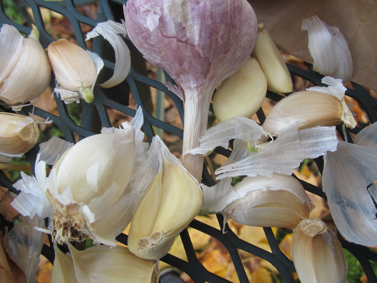 Sprouts: Tips for how to grow Garlic in the Pacific NW
