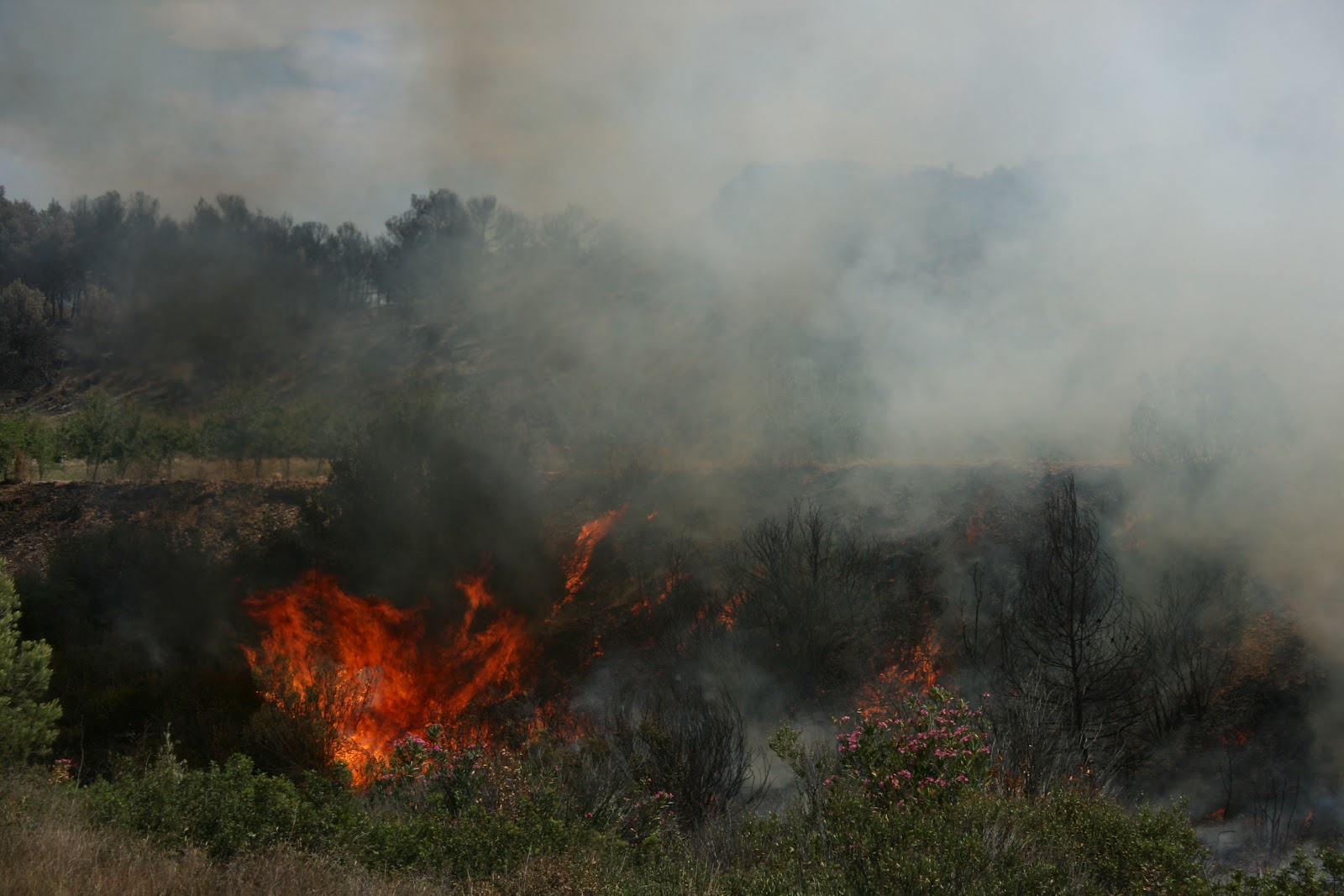 Spain and beyond...: Scenes of Devastation - Valencia Forest Fires