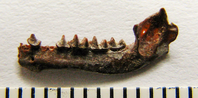 Fossil Matter: Barbuda Gets a New Fossil Bat Record