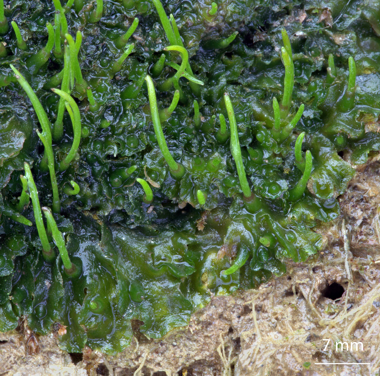 Proyecto Musgo: Phaeoceros laevis / Phaeoceros carolinianus