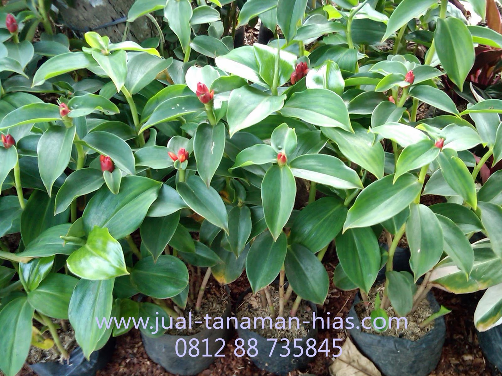 POHON PACING - kebon kembang bogor