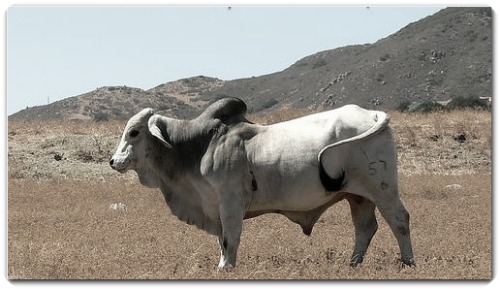 Ongole Social Media . . .: Ongole Bull...