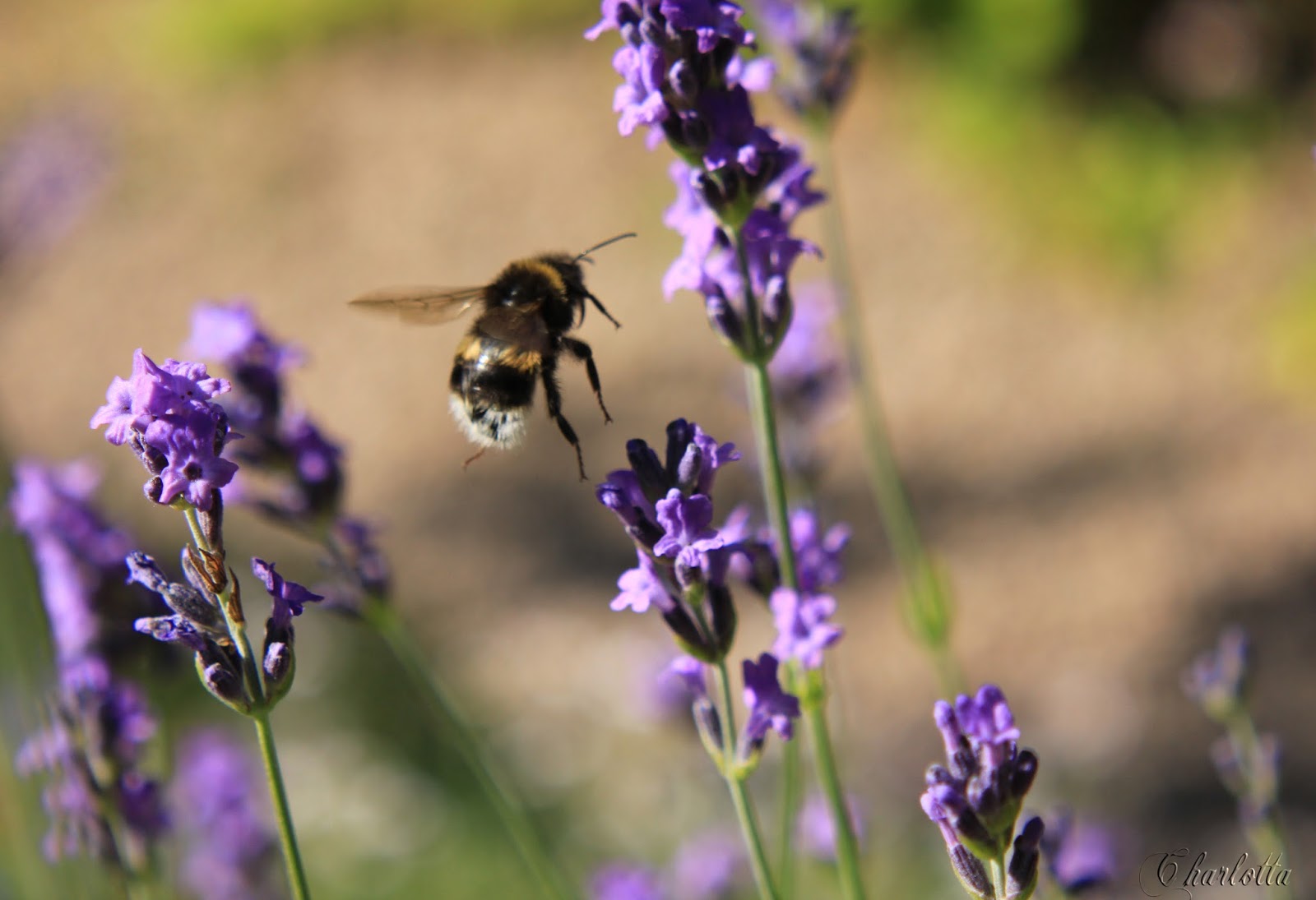 Charlottas trädgård: Välkommen lilla humla!