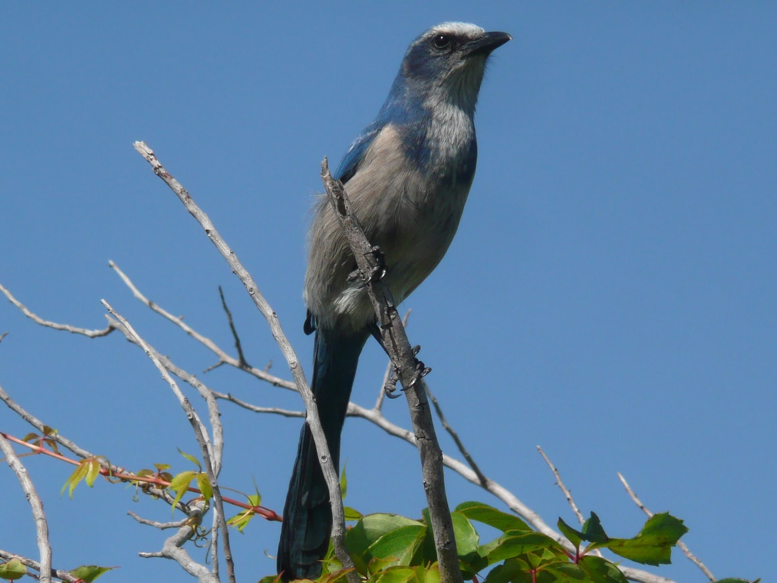 Florida Suncoast Birding: The Scrub Jays of Cape Coral