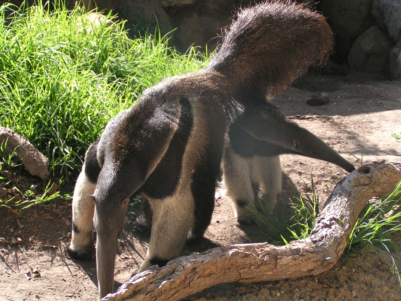Anteater