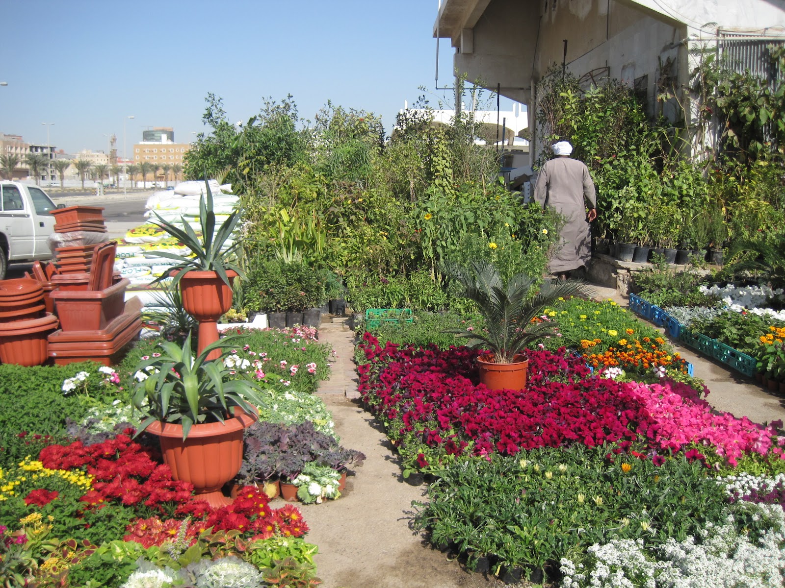 Saudi Scenes: Garden Plants