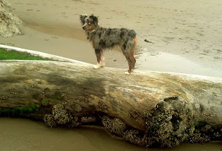 Raising a Mini Aussie: Mini Aussie Coat: Transitions, Maintenance, & Feel