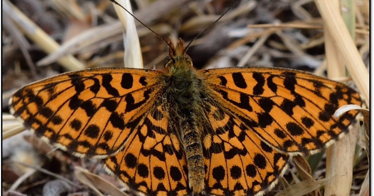 Butterflies and Dragonflies: Boloria dia (Linnaeus, 1767) - "Violet ...