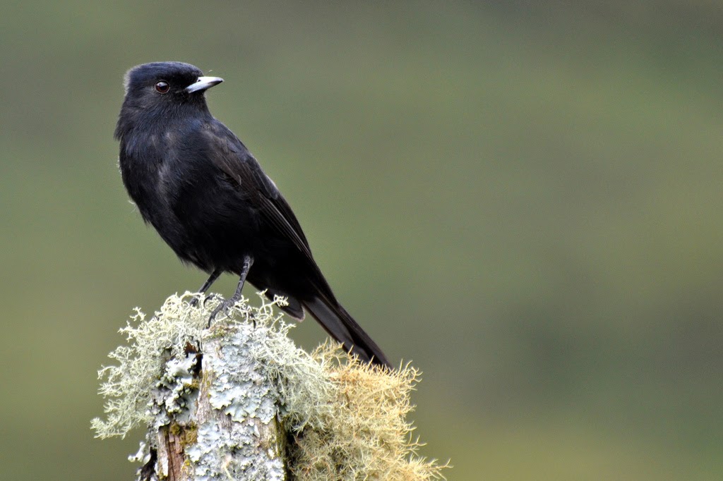 Universo da Natureza: Maria Preta de Garganta Vermelha