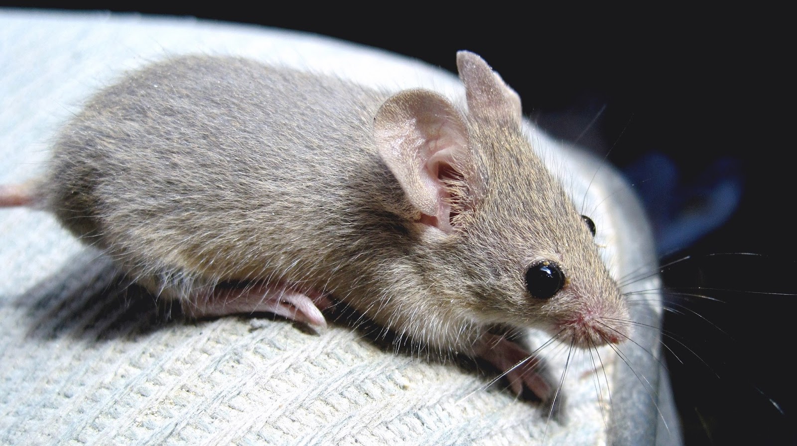 Biodiversity of Cyprus by NGO Protection of the Natural Heritage and ...