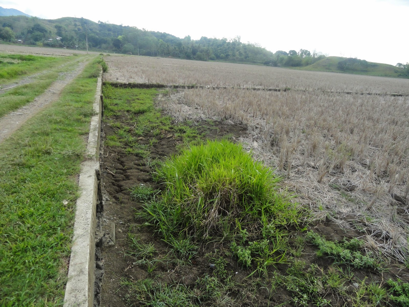 Zamboanga del Sur Properties: FOR SALE: 3 HECTARES IRRIGATED RICE-FIELD ...