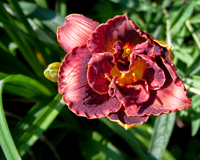 Gilės medis: Viendienė Voodoo Dancer