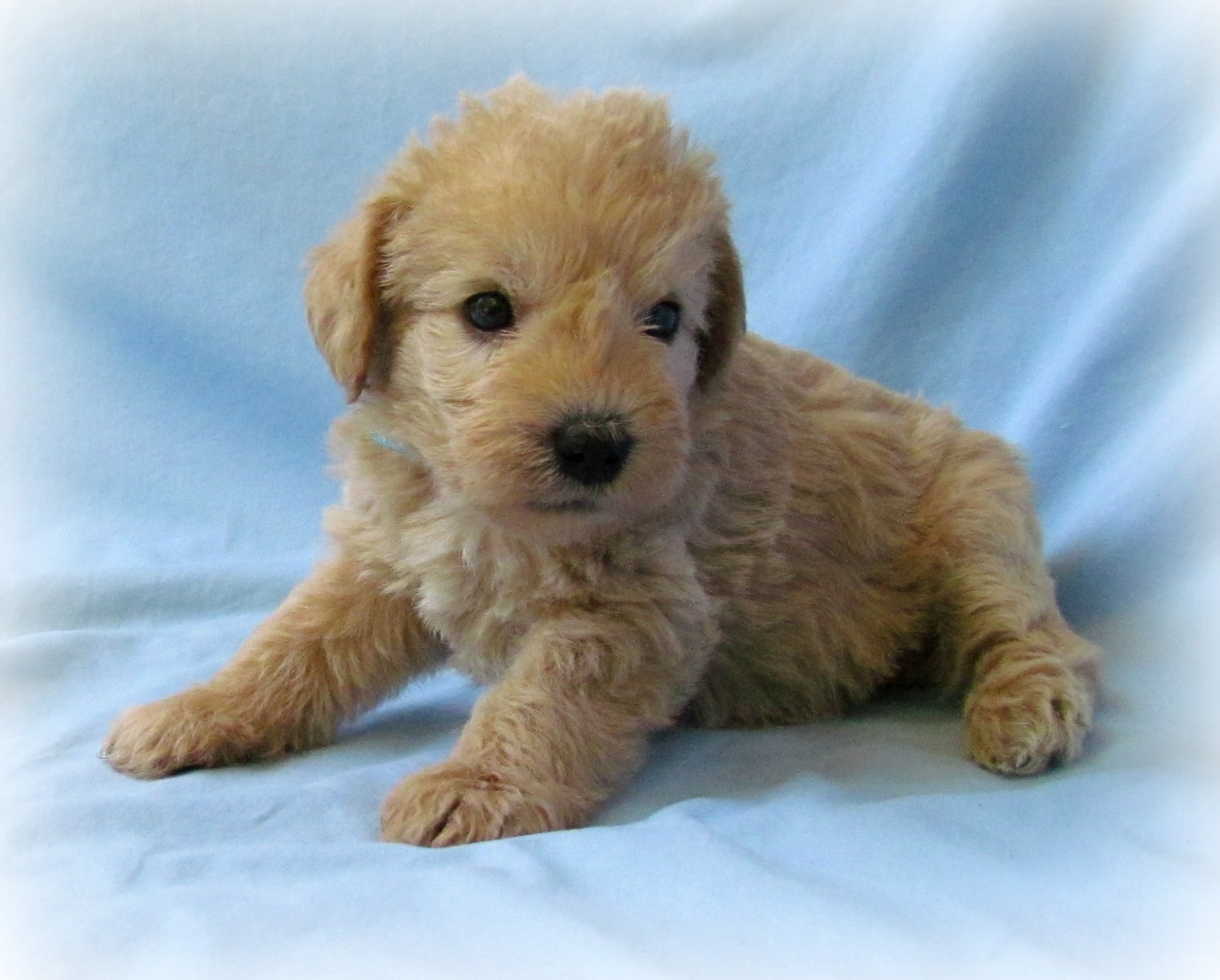 Growing Puppies - Virginia Schnoodle Breeder --Hypoallergenic Dogs ...