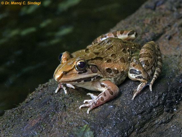 HD Animals: indian frog