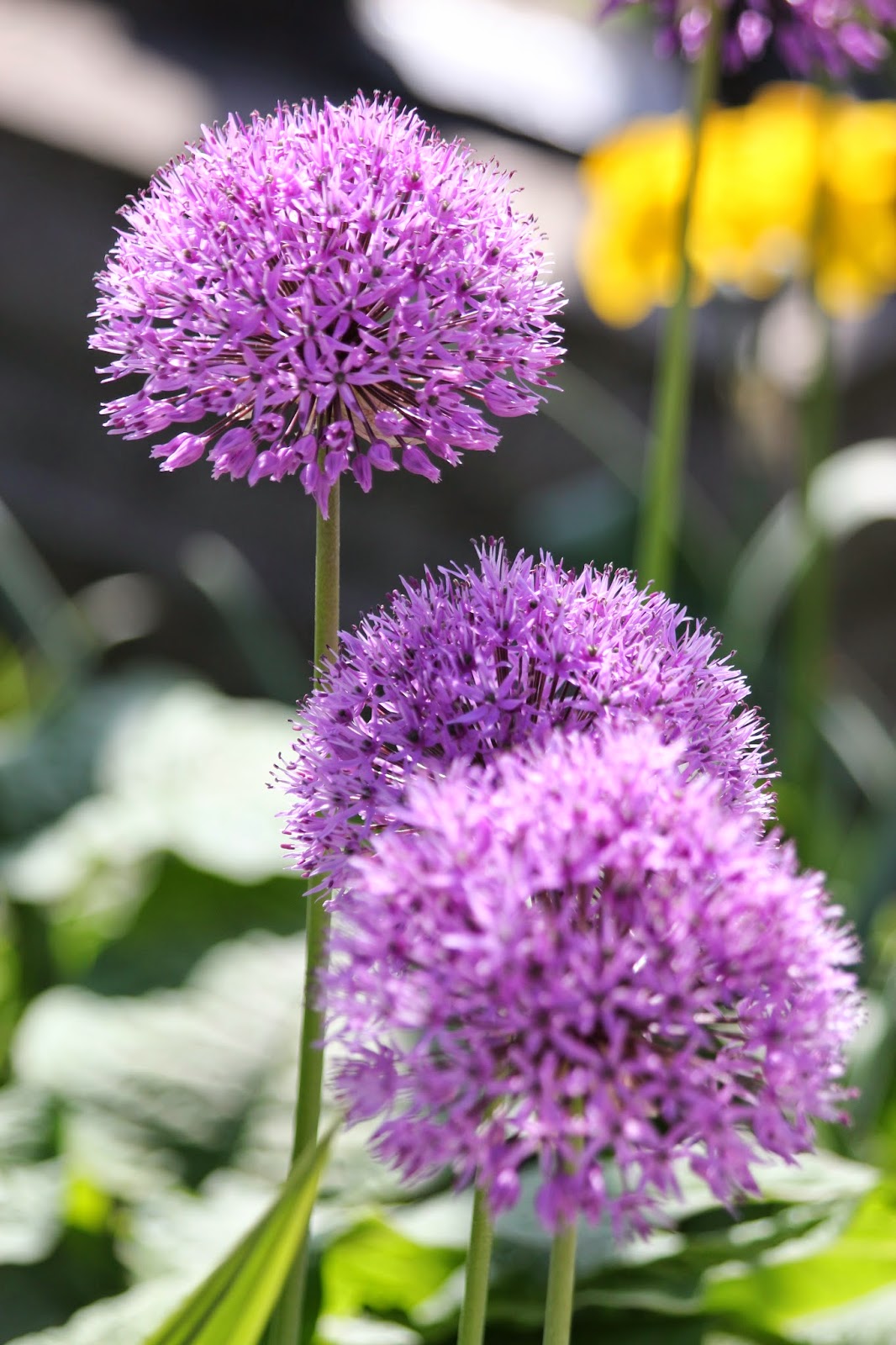Nature-beauty: Bee with union flower