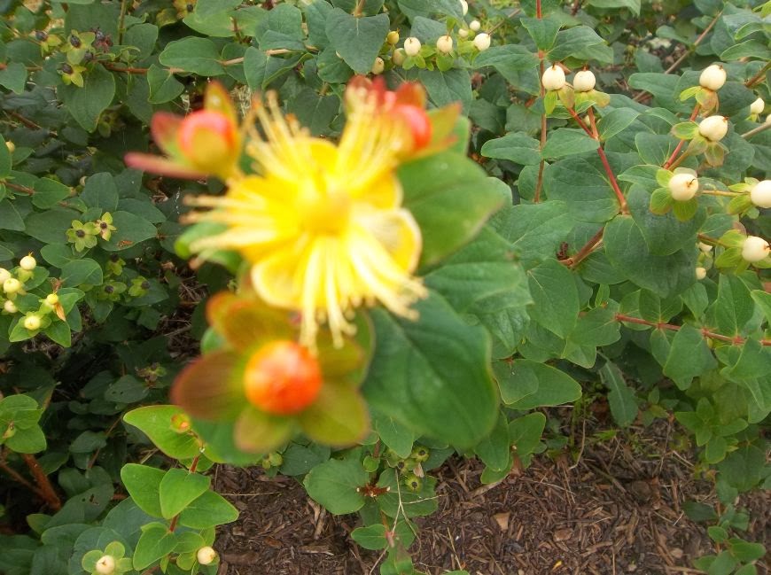 Future Plants by Randy Stewart: Hypericum