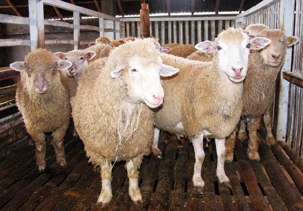 BUDIDAYA TERNAK DOMBA - Peluang Bali