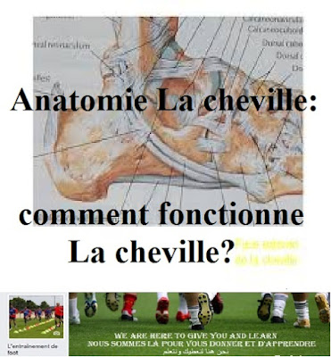 Anatomie de la cheville ; et comment fonctionne la cheville ? - coach ...