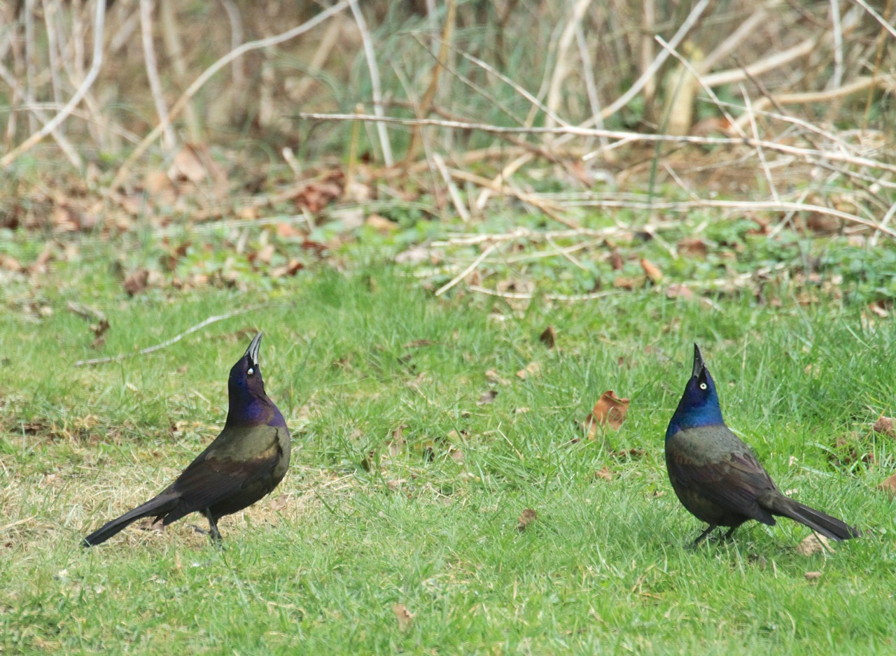 Julie Zickefoose on Blogspot: The Uncommon Grackle