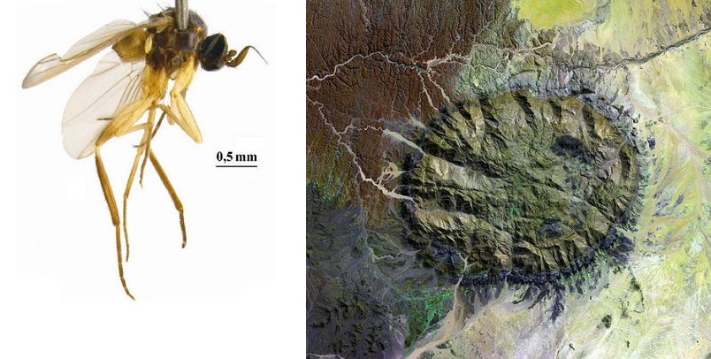 Made in Pangea: La increíble historia de una mosca.