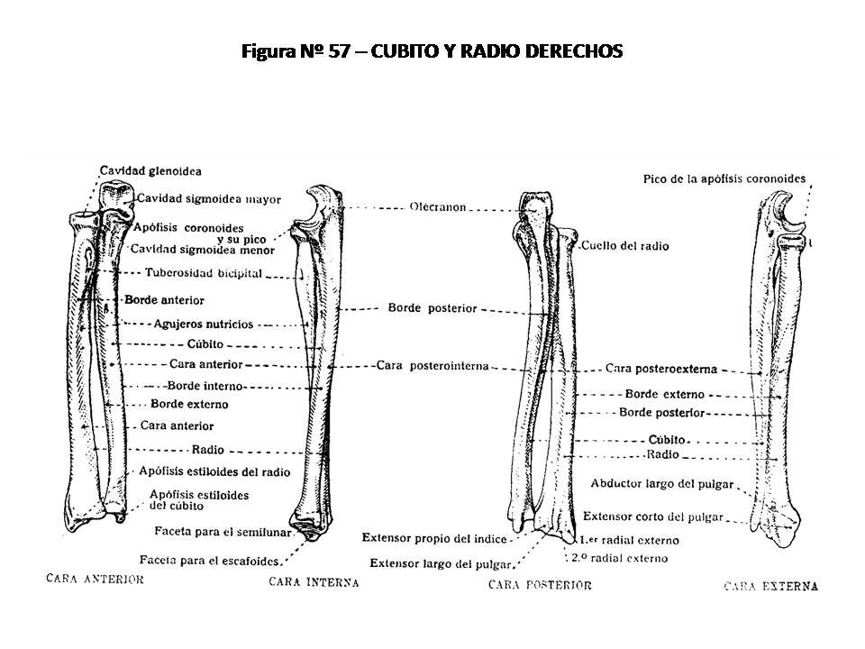 ATLAS DE ANATOMÍA HUMANA: 57. CUBITO Y RADIO DERECHOS.