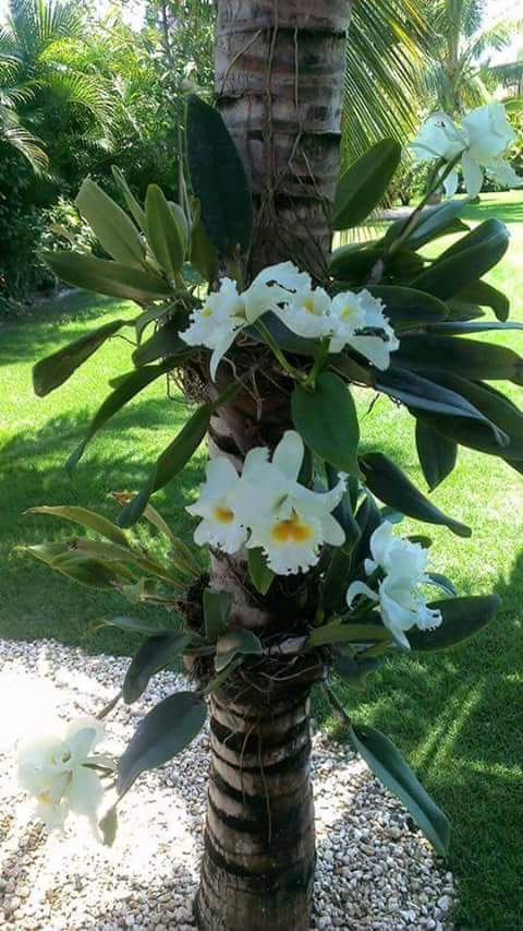 karya ku : paridah ishak: ORKID POKOK...