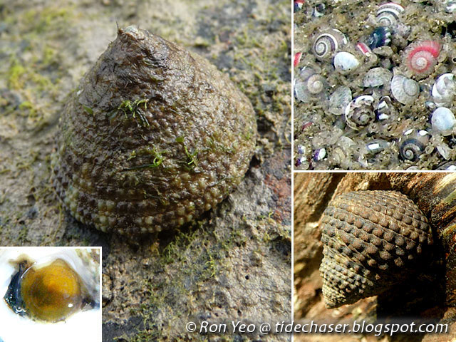 tHE tiDE cHAsER: Marine Snails of Singapore