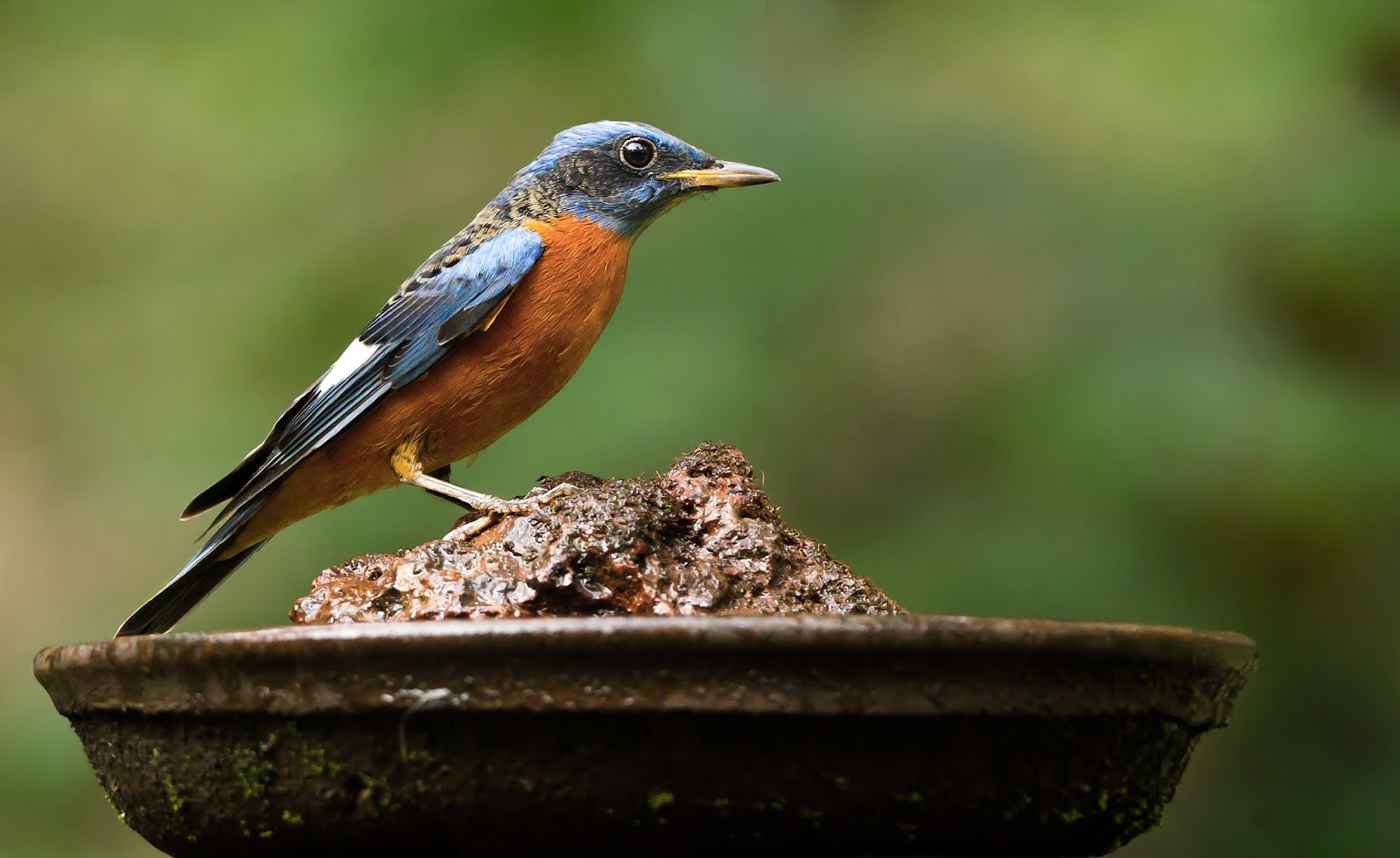 COLORS of NATURE - Avian Opera at Ganeshgudi