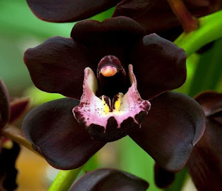 35+ Anggrek Hitam Papua Wikipedia