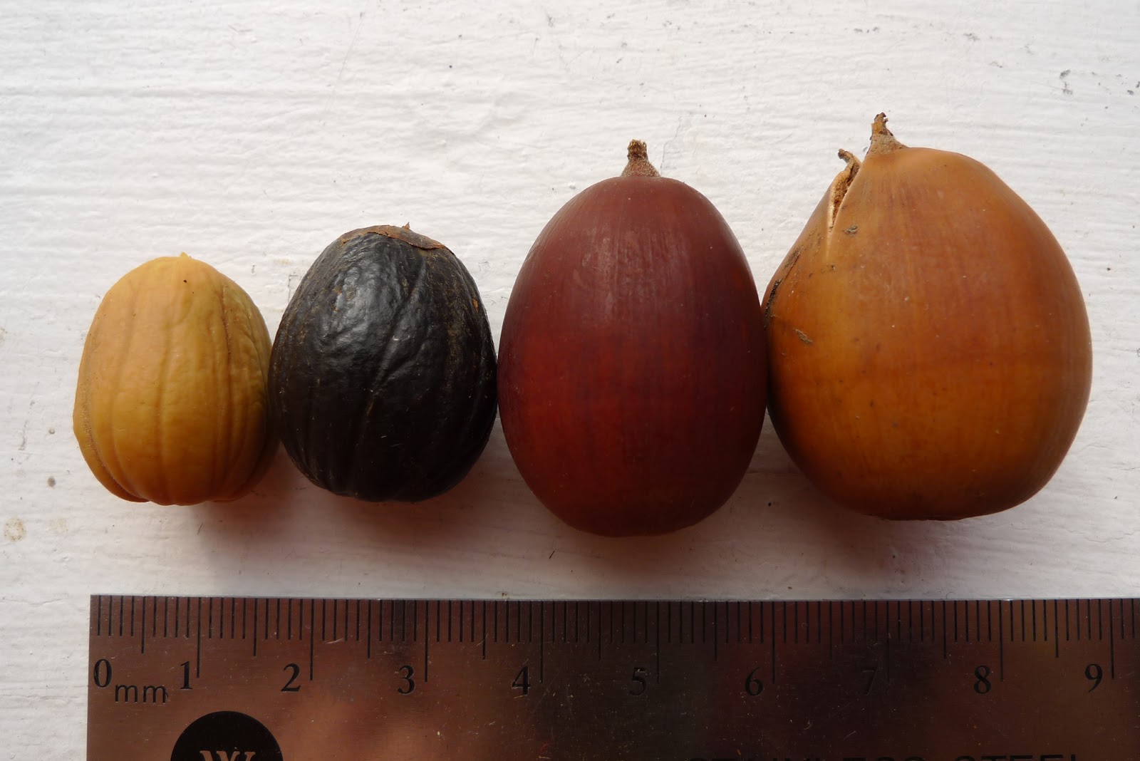 Wild Harvests: How to Eat an Acorn