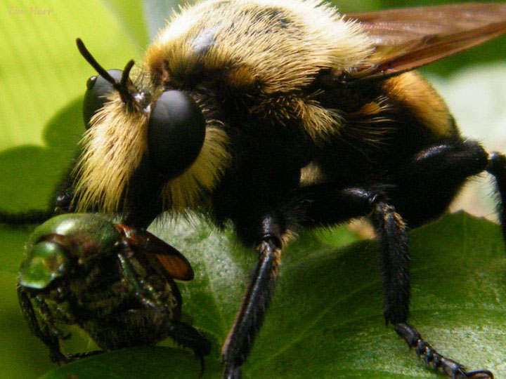 will bumblebees attack honeybees? | Beesource Beekeeping Forums