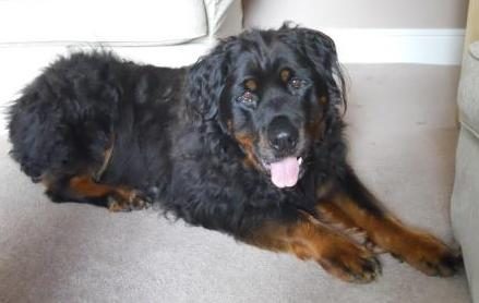 Senior Pooch: Oldies Club - Champions for senior dogs in the UK