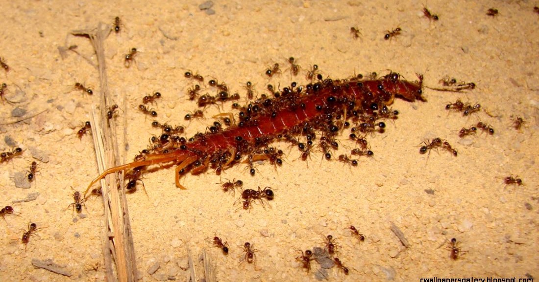 Fire Ants Attacking | Wallpapers Gallery
