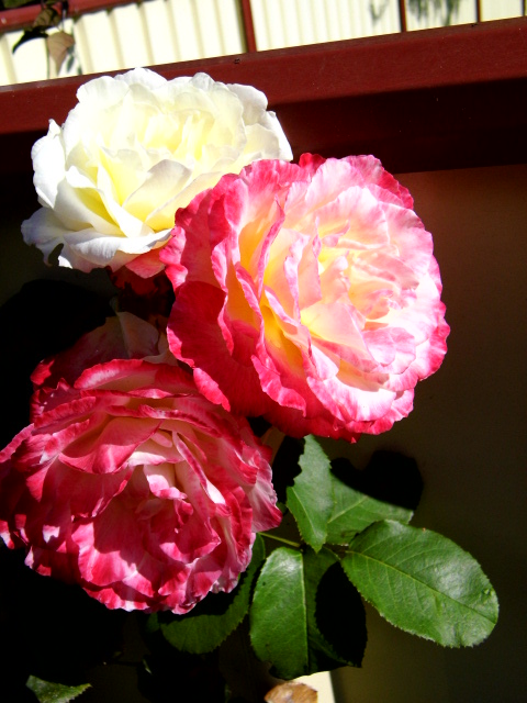 One Mother Hen: Autumn roses