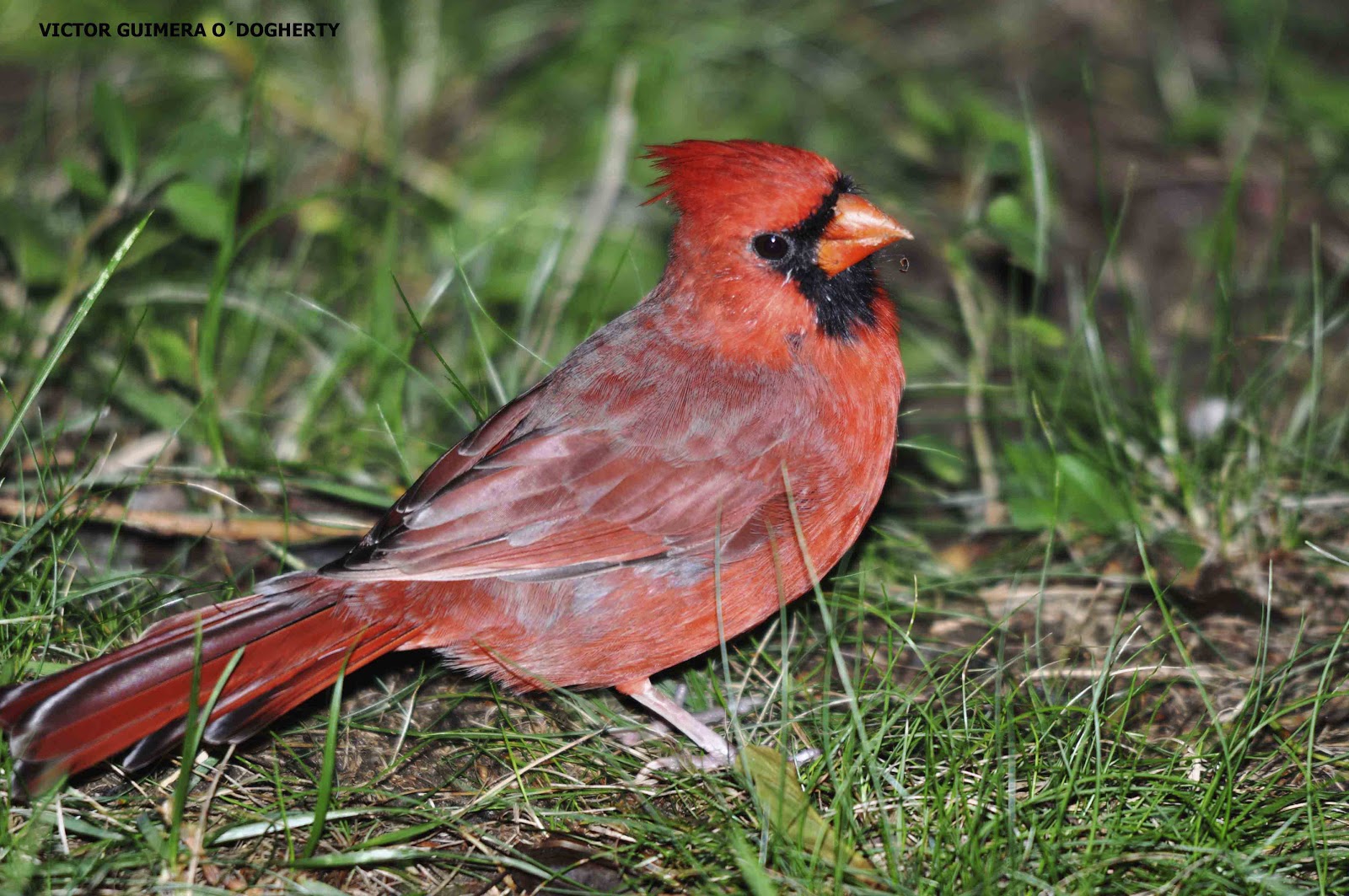 Mis imágenes de aves: EL CARDENAL ROJO