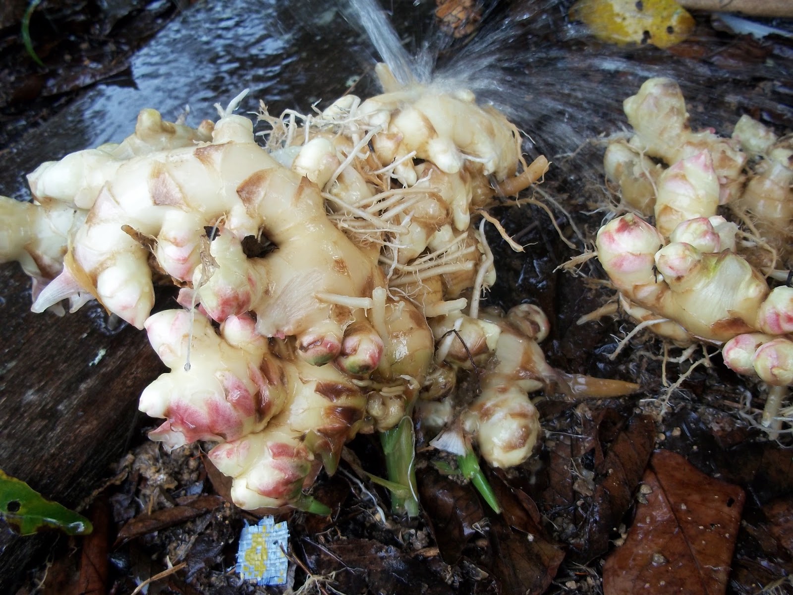 Tanaman Halia: Kisah 2nd, Halia dalam polybag dan di tanah.