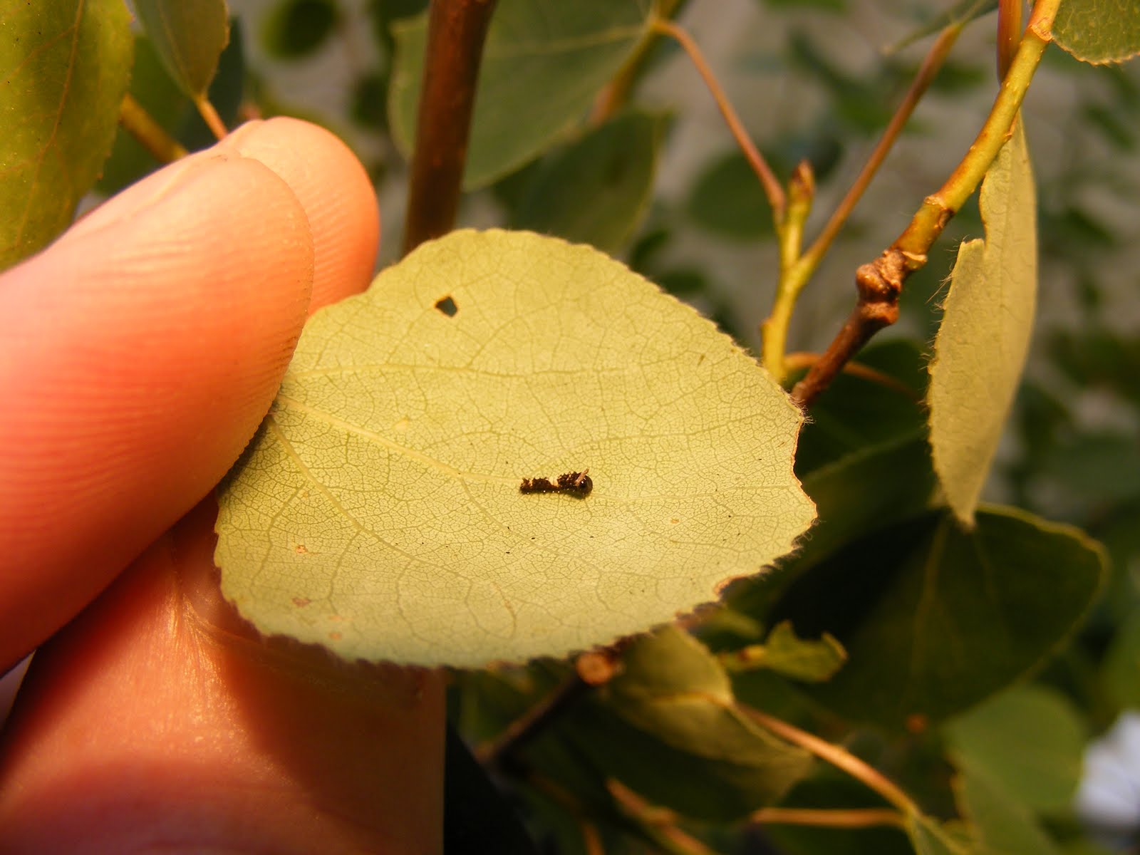 Papilio canadensis caterpillars (1st instar) | Caterpillar Eyespots