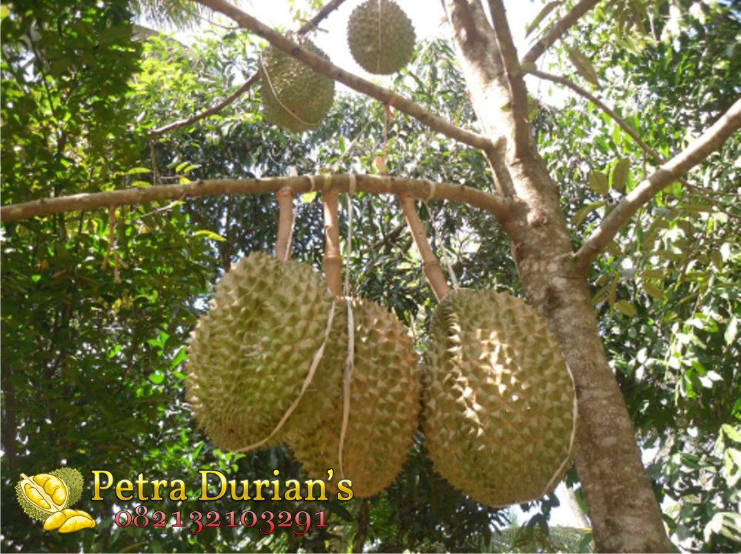 Jual bibit unggul durian BAWOR kaki tiga ~ Jual Bibit Durian Unggul ...