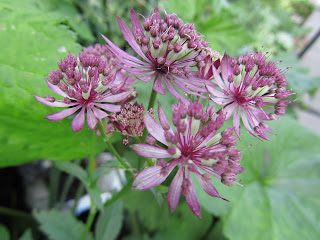 Cheesehead Gardening: Shade Plant of the Week - Astrantia ( Masterwort )