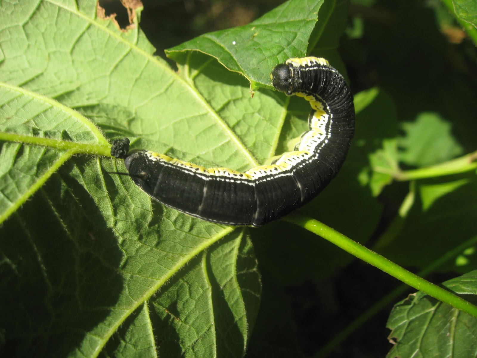 Obscure Taxa - Page 90 - Speculative Evolution