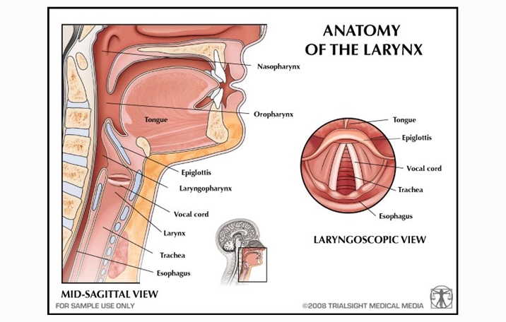 Laring : Pengertian, Struktur, Fungsi, Bagian | Markas Belajar Laring : Pengertian, Struktur, Fungsi, Bagian | Markas Belajar