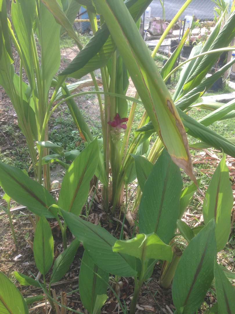 Jom Tanam Sayur ( JTS ) : Bunga Pokok Temu LawakJom Tanam Sayur (JTS ...