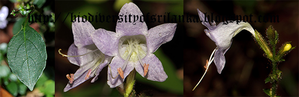 Biodiversity of Sri Lanka: නෙළු[Nelu] (Strobilanthes diandra)