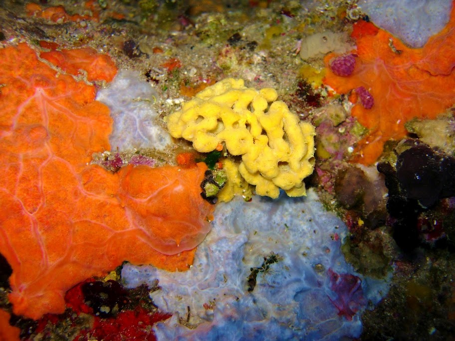 Taxonomía Visu: Phyllum Porifera