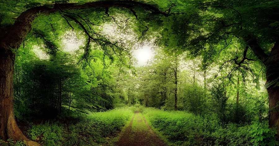 .: TOP 5 MOST BEAUTIFUL FORESTS IN THE WORLD