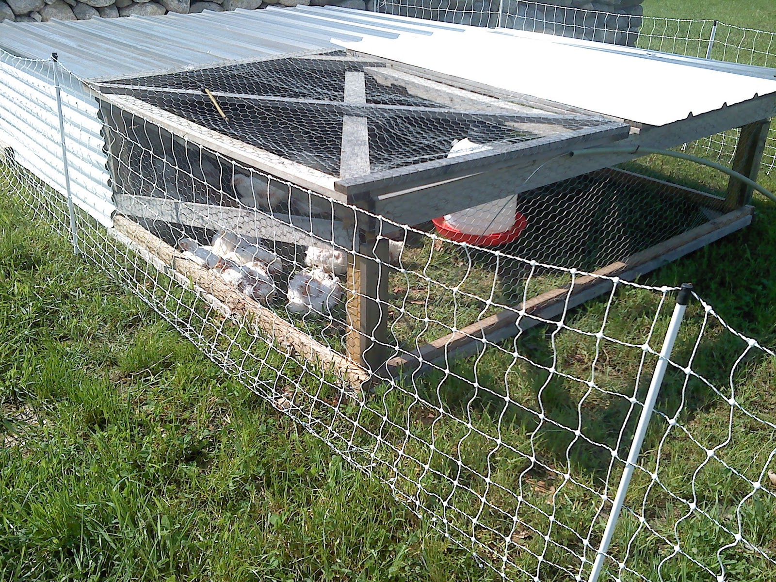 Foster Farm: How we Raise Chickens on Foster Farm