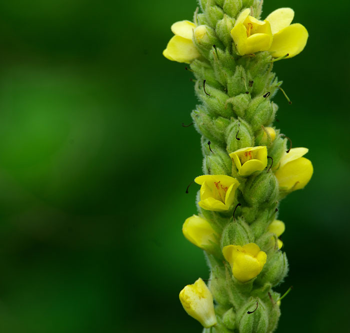 Red and the Peanut: Common Mullein