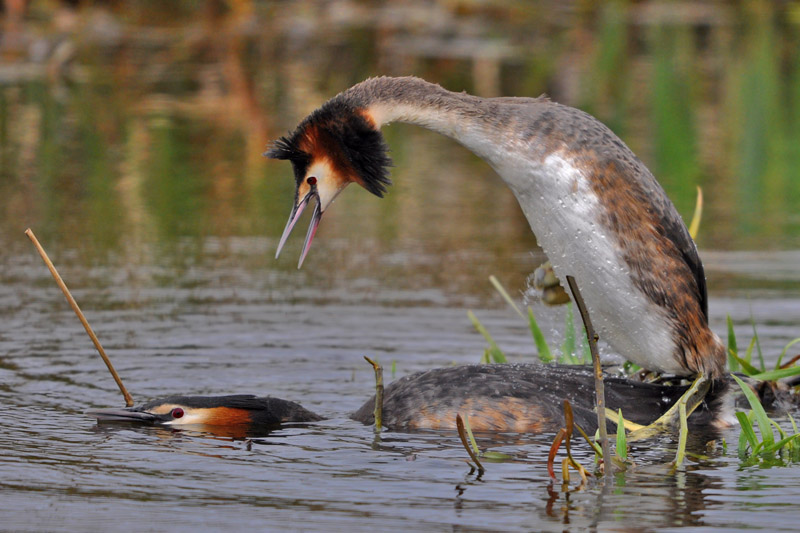 De Natuur van Huub Reulen: De Fuut