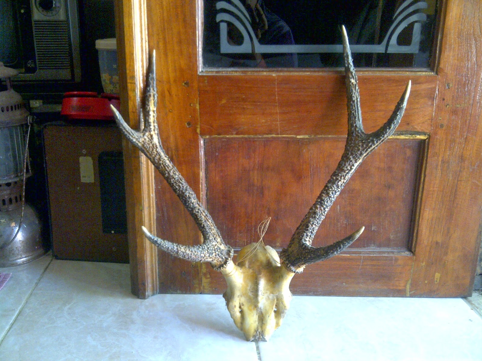 Koleksi Antik Anggoro Solo: Tanduk Rusa